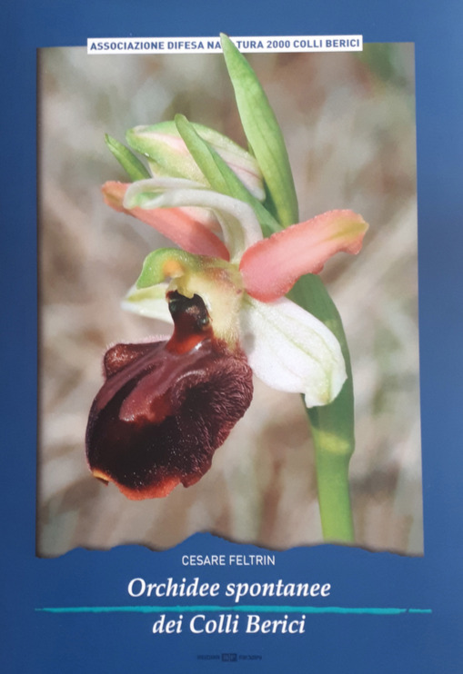 Colli berici, la Flora: 15 generi di orchidee spontanee